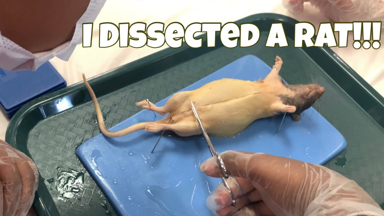I DID A RAT DISSECTION!!!! | Busy Tween School Week - YouTube