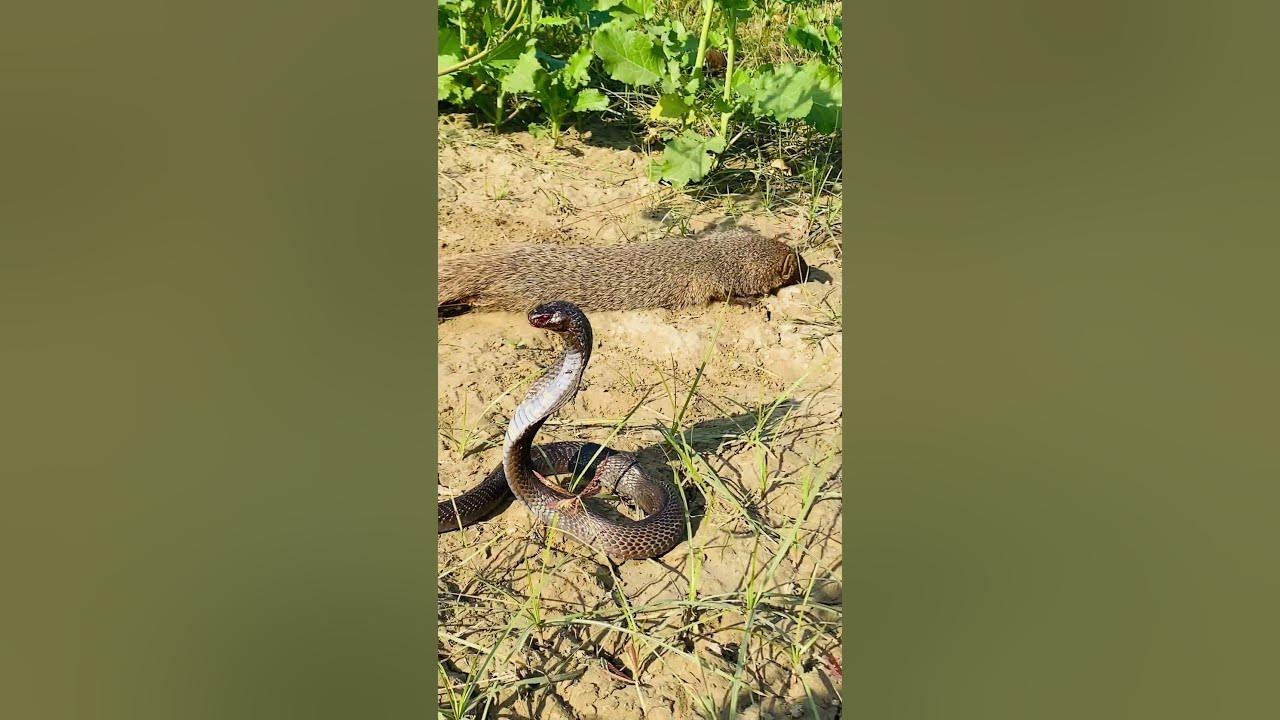 | king cobra Atack On Mongosse | | Mongoose Fight with king cobra ...