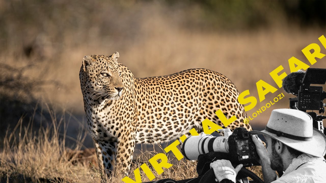 Virtual Safari: Ultimate Game Drive Highlights #72- Londolozi TV - YouTube