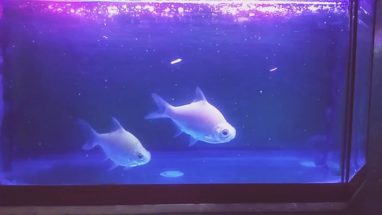 watching my little fish.. - YouTube