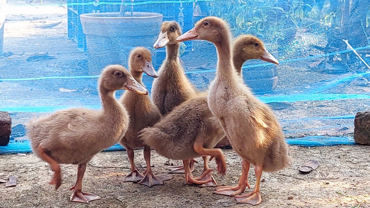 Funny Duck Reaction to Chicken Sound Animal life - YouTube