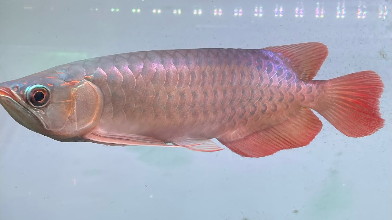 layan remaja super red sepauk arowana - YouTube