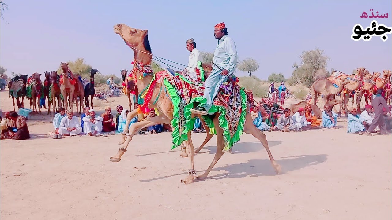 Sowar gul Muhammad Sowar Haji Sowar gulam Hussain bhanbhro Camel Race ...
