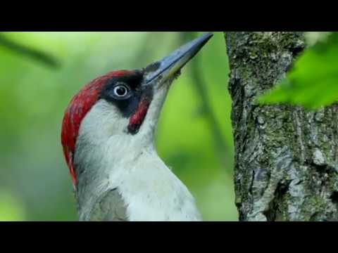 Picchio verde maschio - Green Woodpecker male (Picus viridis) - YouTube