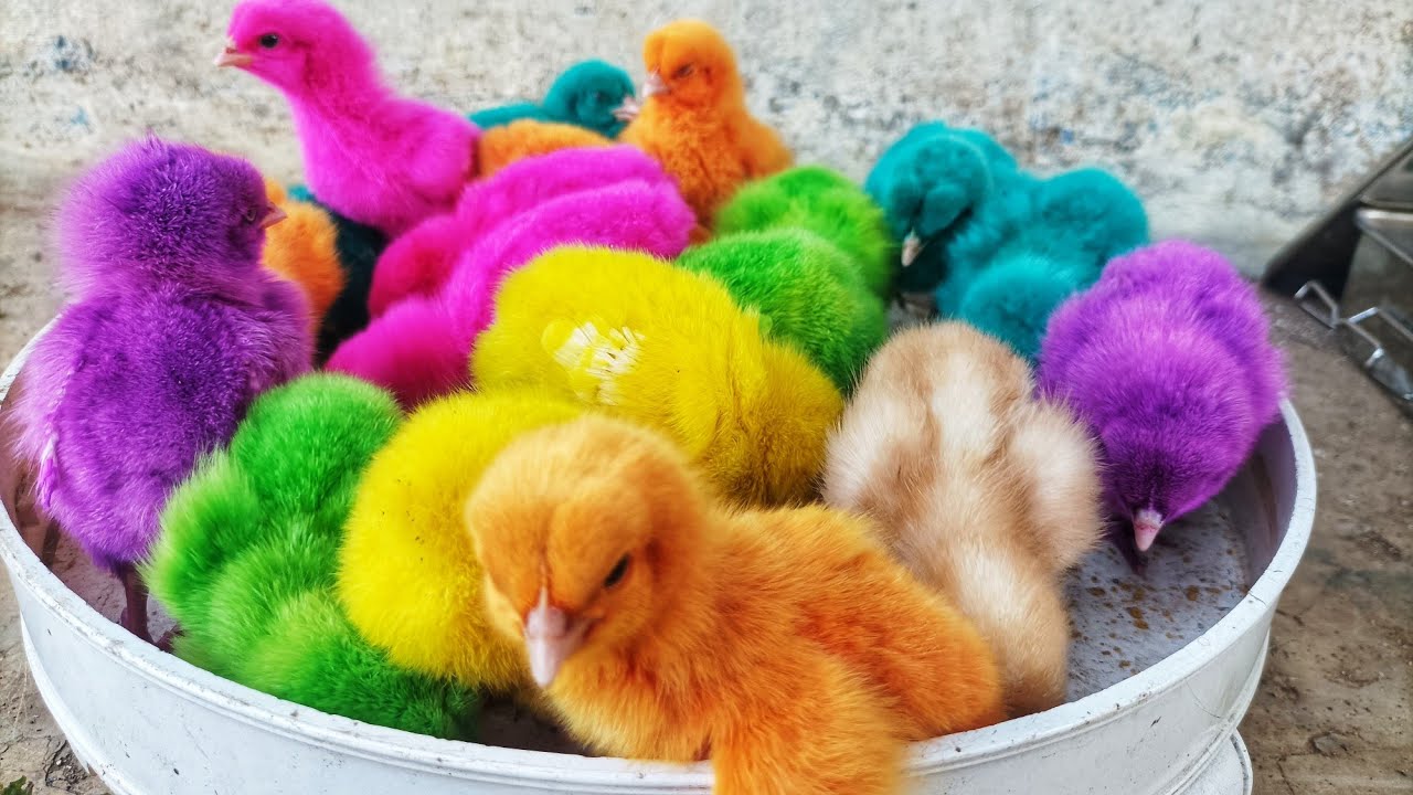 Tangkap Ayam Lucu, Ayam Warna Warni,Bebek Lucu,anak Bebek,Kucing Lucu ...
