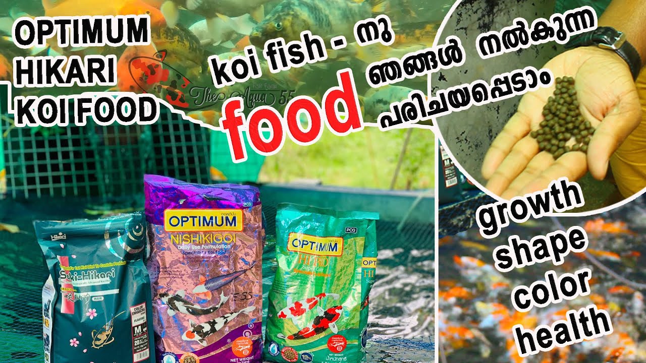 Koi Fish-നു ഞങ്ങൾ കൊടുക്കുന്ന High Quality Food- കൾ | Japanese Koi Food ...