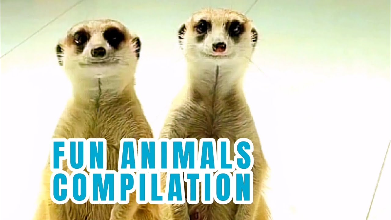 FUN ANIMALS CLIPS COMPILATION 动物逗趣短视频汇集 - YouTube