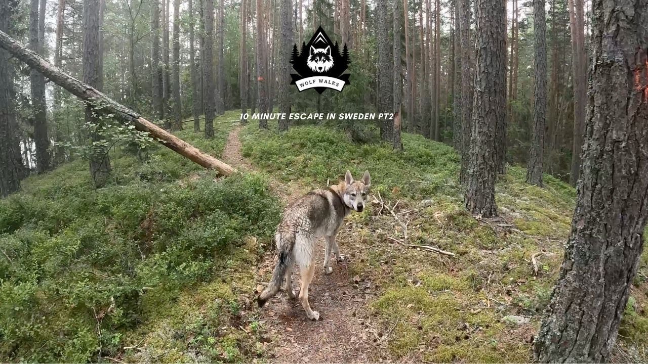 Wolf Walks in the Swedish Forest: Part 2 | Another 10-Minute Escape ...
