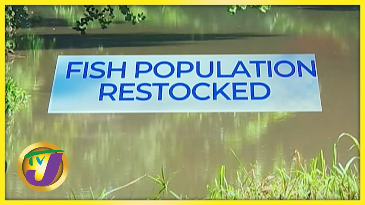 Rio Cobre Fish Stock Finally Replenished | TVJ News - YouTube