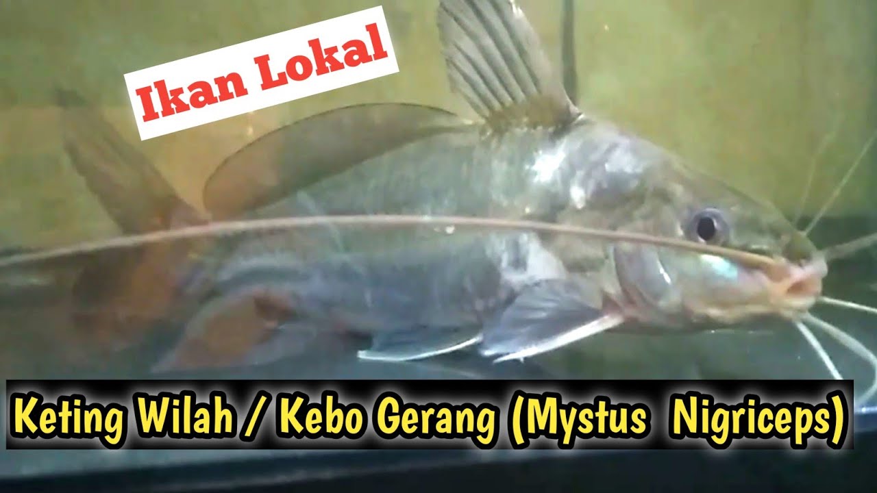 Ikan Keting Wilah Atau Kebo Gerang ( Mystus Nigriceps ) | Ikan Lokal ...