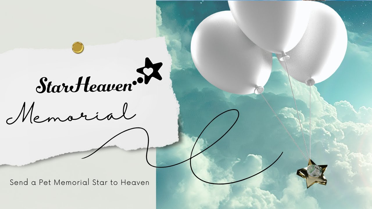 How to send a (Virtual) Memorial Star to Heaven for your lost Pet ...