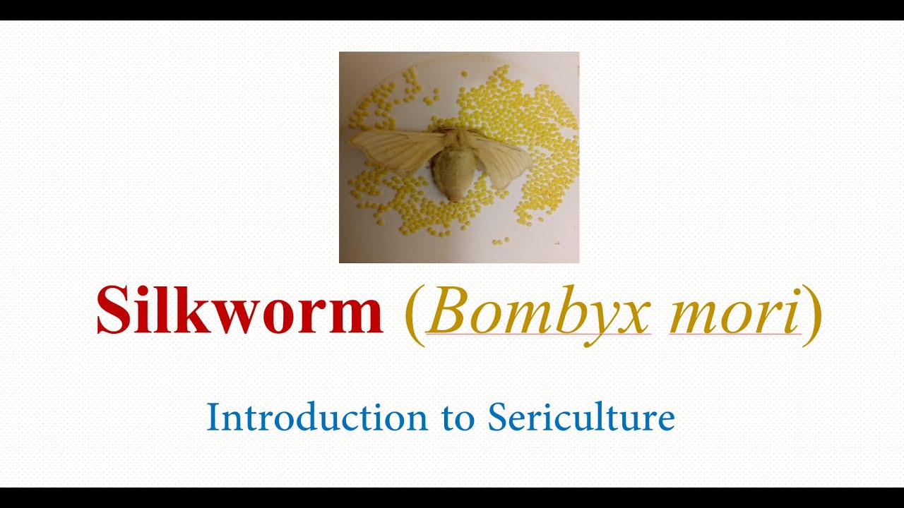 Silkworm - YouTube