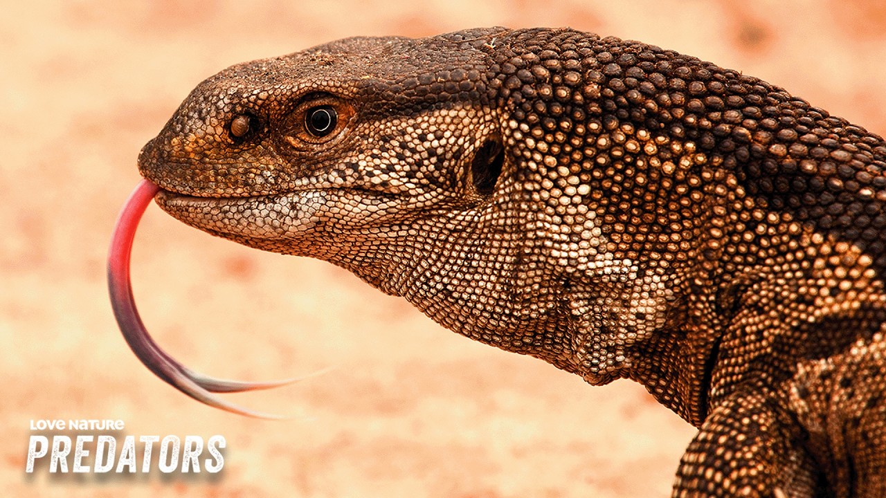 Australia's Apex Predators: Wetland Killers and Ocean Assassins ...