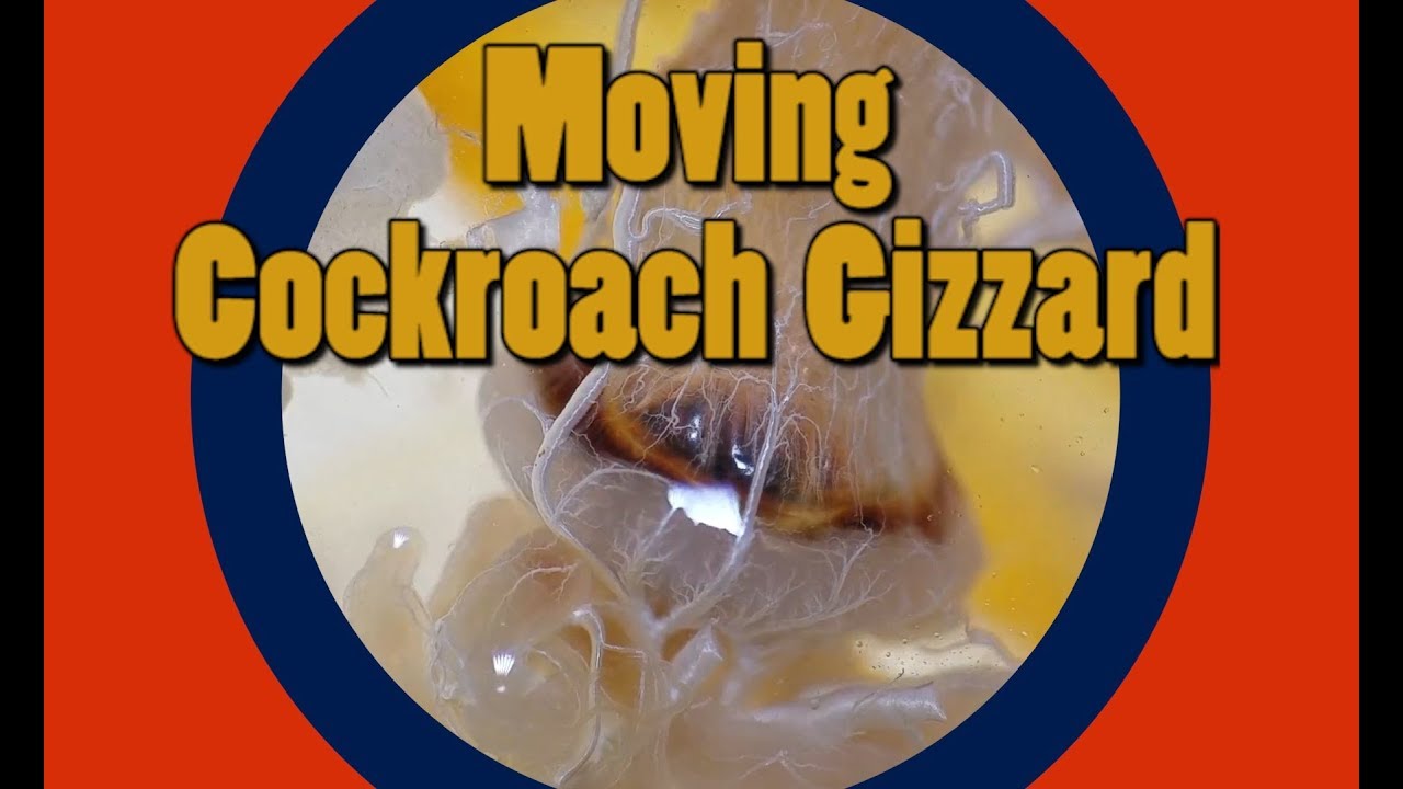 Working Cockroach Gizzard (Proventriculus) - Digestive system ...