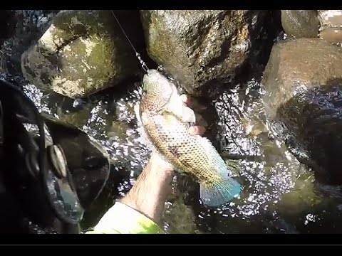 Pesca de orilla en río, Guapotes, Machacas y Viejas, GoPro Silver 4 ...