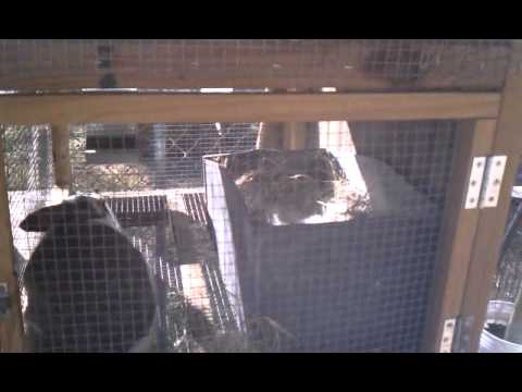 Raising rabbits for meat part 1 - YouTube