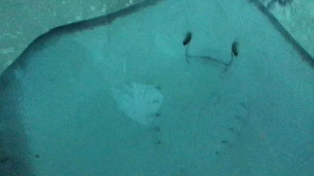 Happy face stingray - YouTube