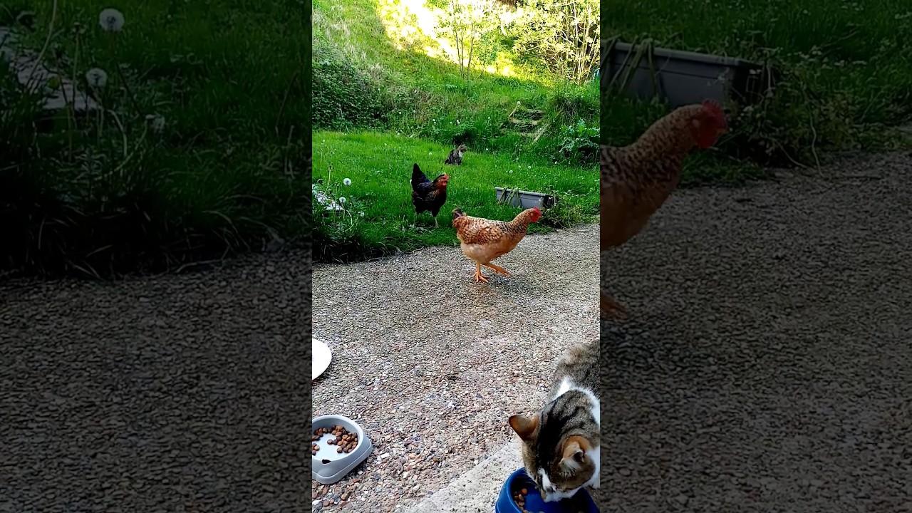 Poule vs Petit Coq vs Chat | Hen vs young rooster vs Cat | - YouTube