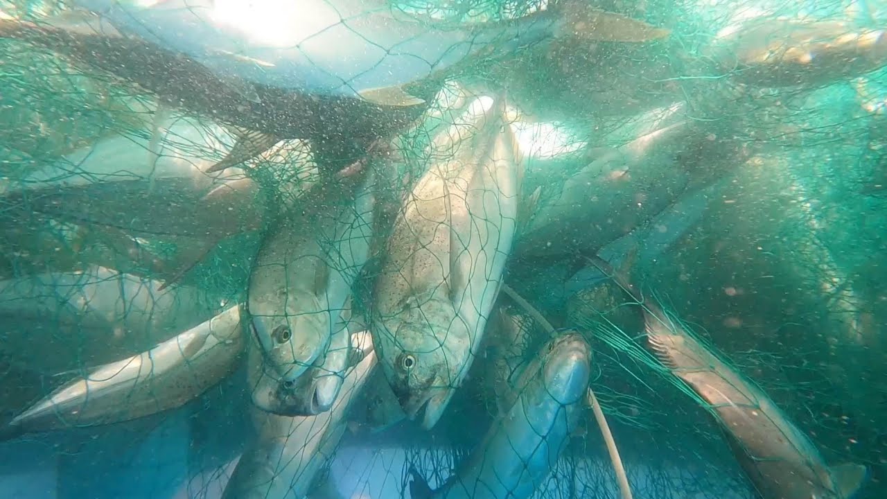 Amazing! Trevally "Talakitok" Fishing in the Philippines - YouTube