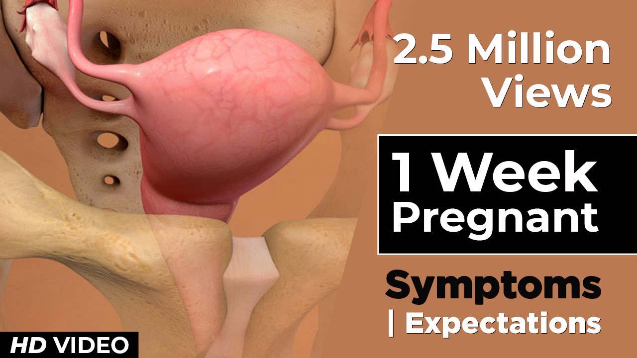 1 Week Pregnant Baby Development Pregnancy Symptoms Week By Week 1-week-pregnant-baby-development-pregnancy-symptoms-week-by-week