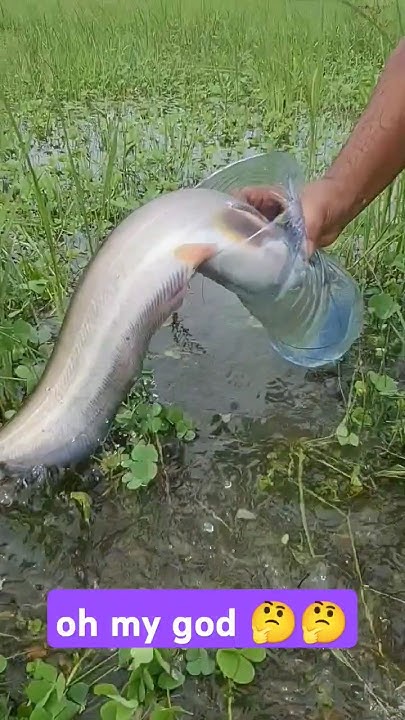 village fish/oh my god #highlight #comedy #plzdosuporrtmychanlfriends # ...