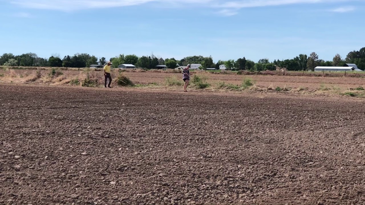 Pumpkin Planting 2019 YouTube pumpkin-planting-2019-youtube