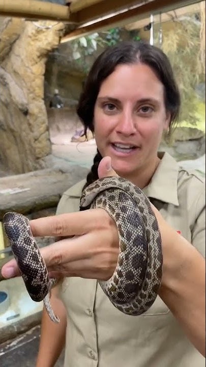 World Smallest Python Short Python Smallestpython Youtube