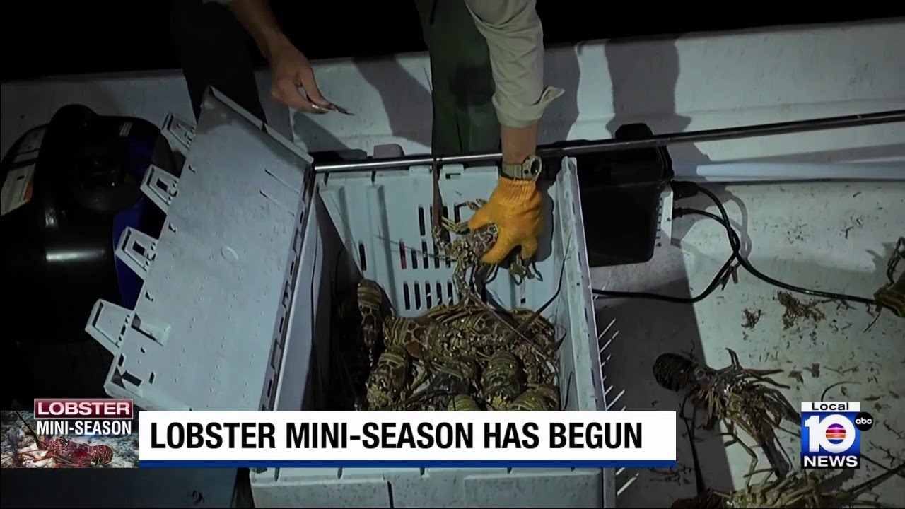 Divers hit the water early for lobster mini season - YouTube