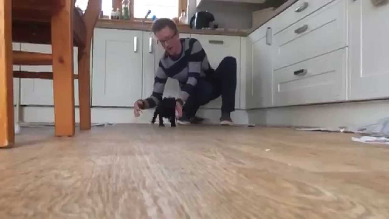 Rocket Powered Pug Puppy - YouTube