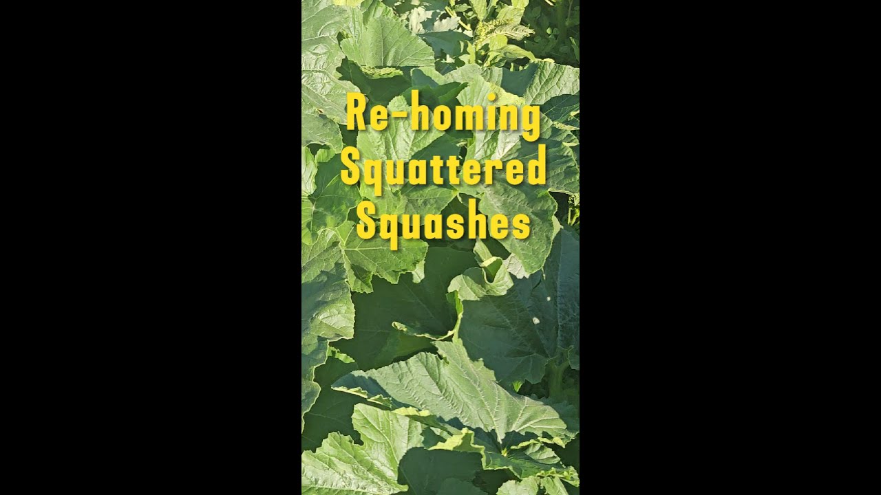 Re homing Squattered Squashes - YouTube