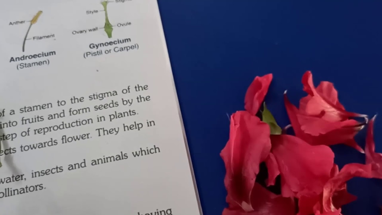 CLASS 5, SCIENCE, CH 4, POLLINATION - YouTube