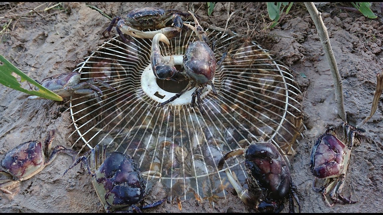 Incredible Electric Fan Guard Crab Trap To Catch a lot of Crabs By ...