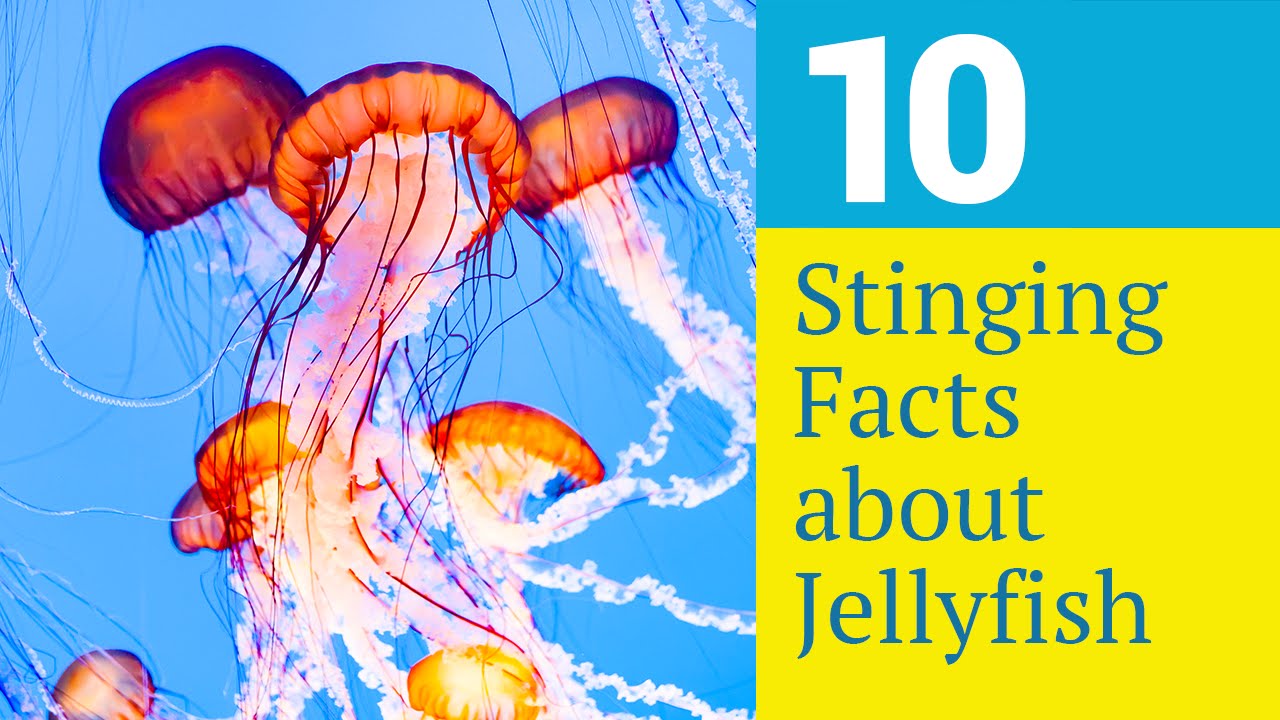 10 Stinging Facts About Jellyfish YouTube 10-stinging-facts-about-jellyfish-youtube