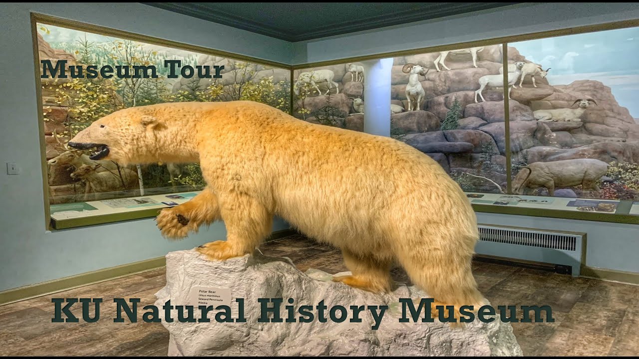 KU Natural History Museum – Lawrence, KS: A 4K Museum Walking Tour ...