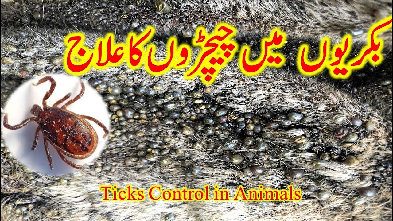 بکریوں میں چیچڑوں کا علاج||Treatment of ticks in goats - YouTube