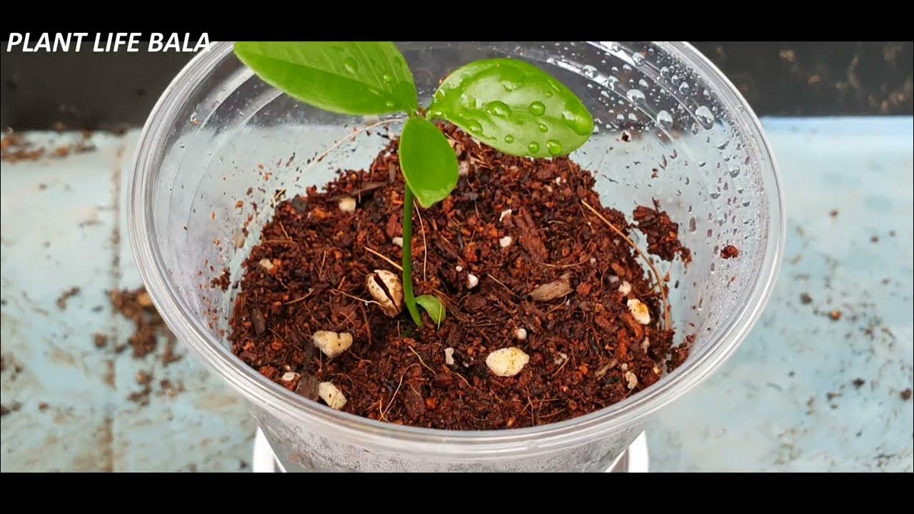[PLANT LIFE BALA] Kumquat Germination | How to Grow a Kumquat Tree | planting kumquat Seeds ...