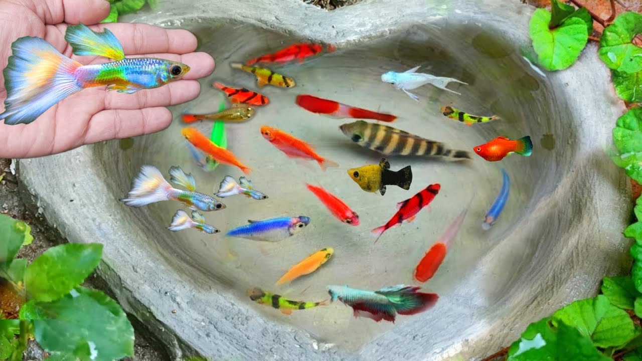 Find Colorful Ornamental fish, Goldfish betta fish, Catfish, lobster ...