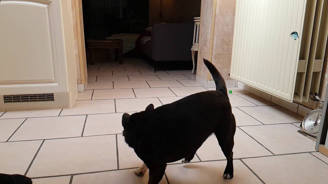 Insane dog reflexes - YouTube