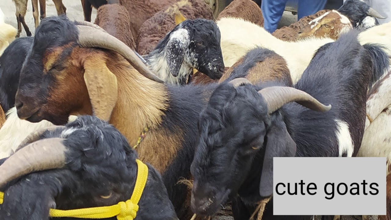 goat and sheep mandi at tumakuru Tuesday 2022@Indian goat - YouTube