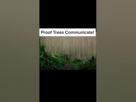 PROOF Trees Communicate! - YouTube