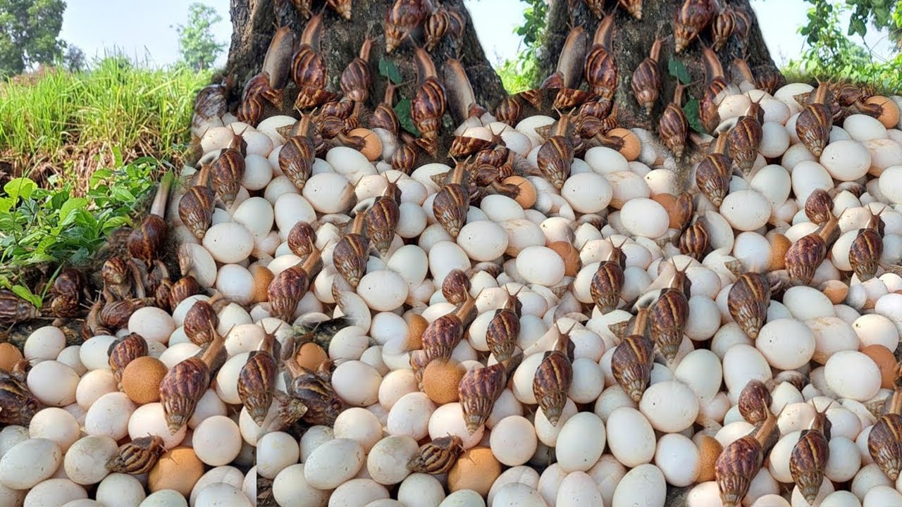 Amazing fishing Skill!! a man find lot of eggs from field picking eggs ...