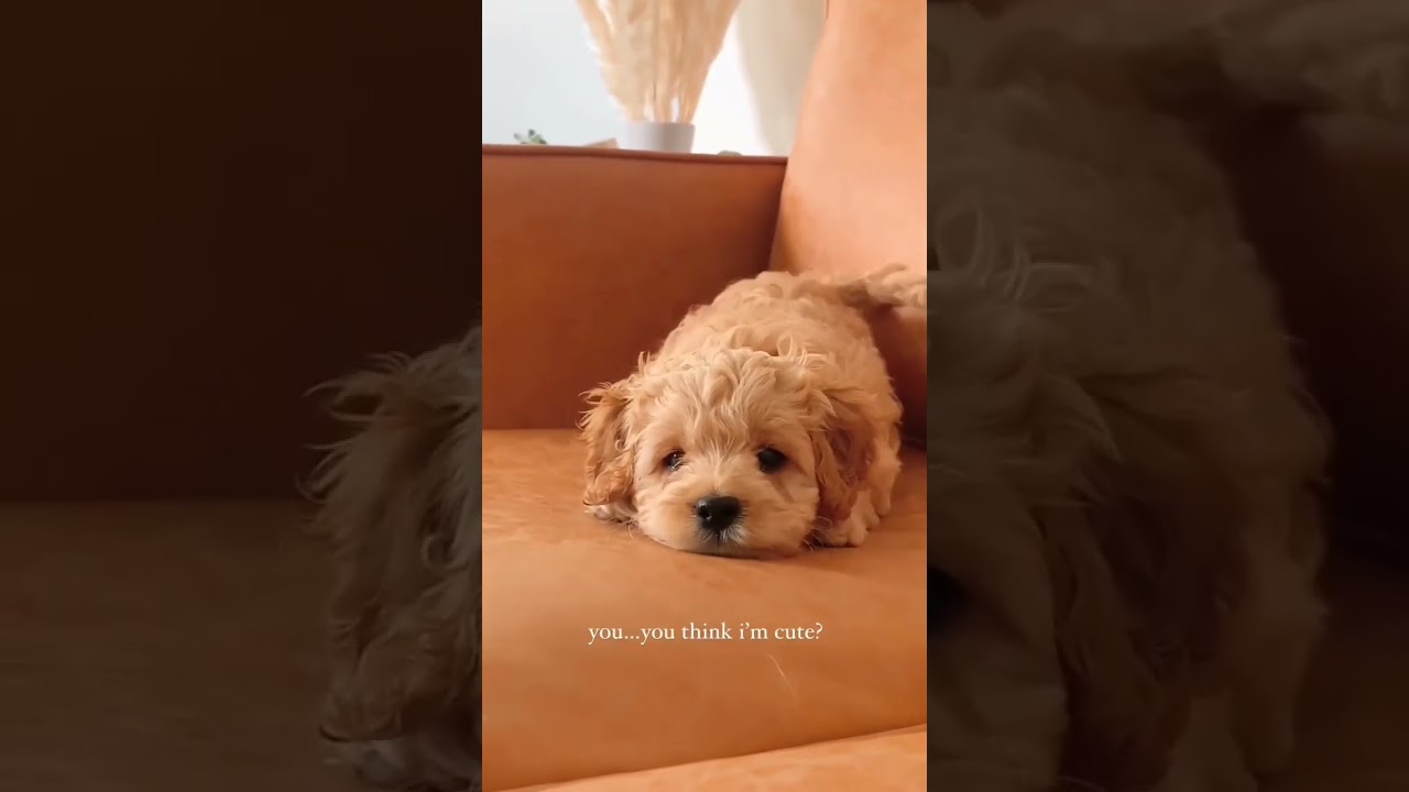 कुत्ते के बच्चे । puppy videos । cute puppy videos । cute puppy । # ...