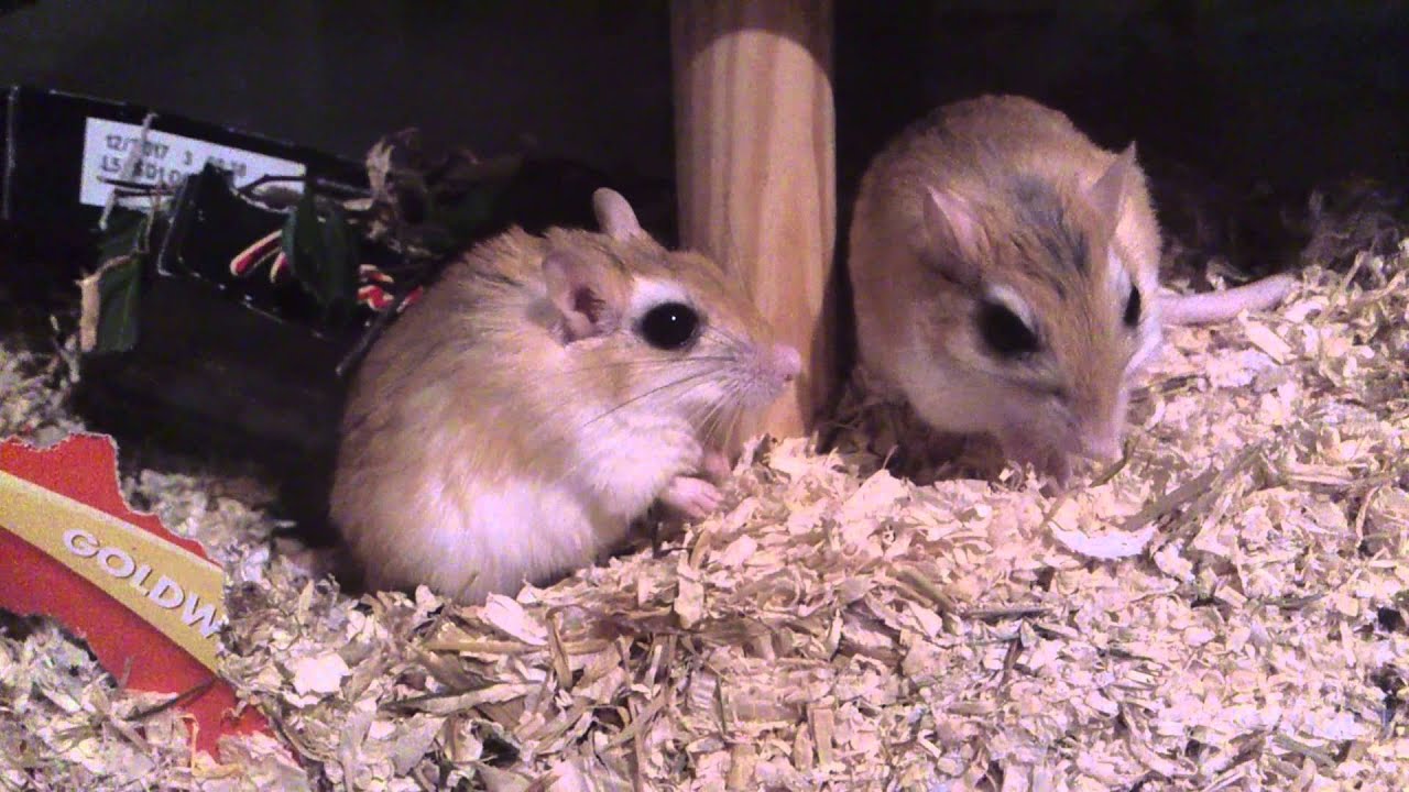 Gerbil KISS?! - YouTube
