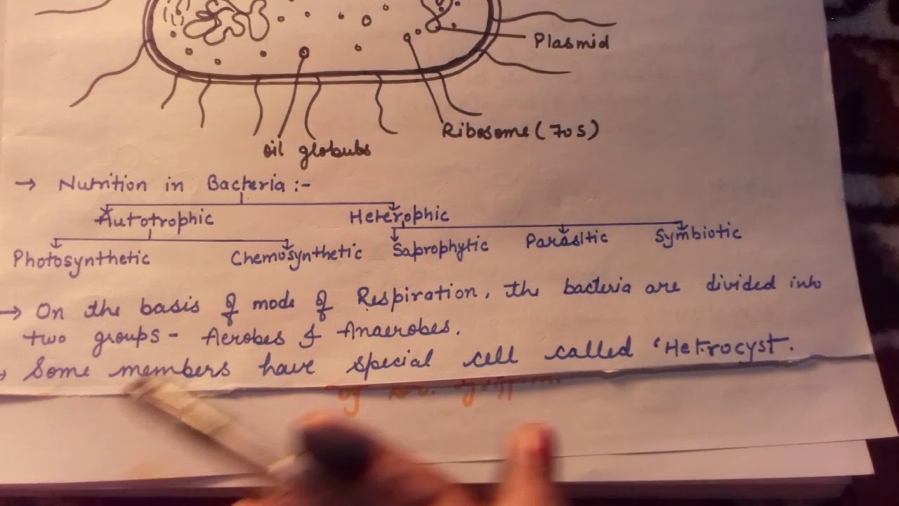 Bacteria #class 11 #NEET # Part3 chap2 - YouTube