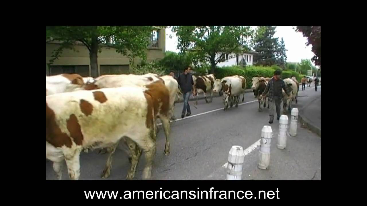 March of the Cows - YouTube