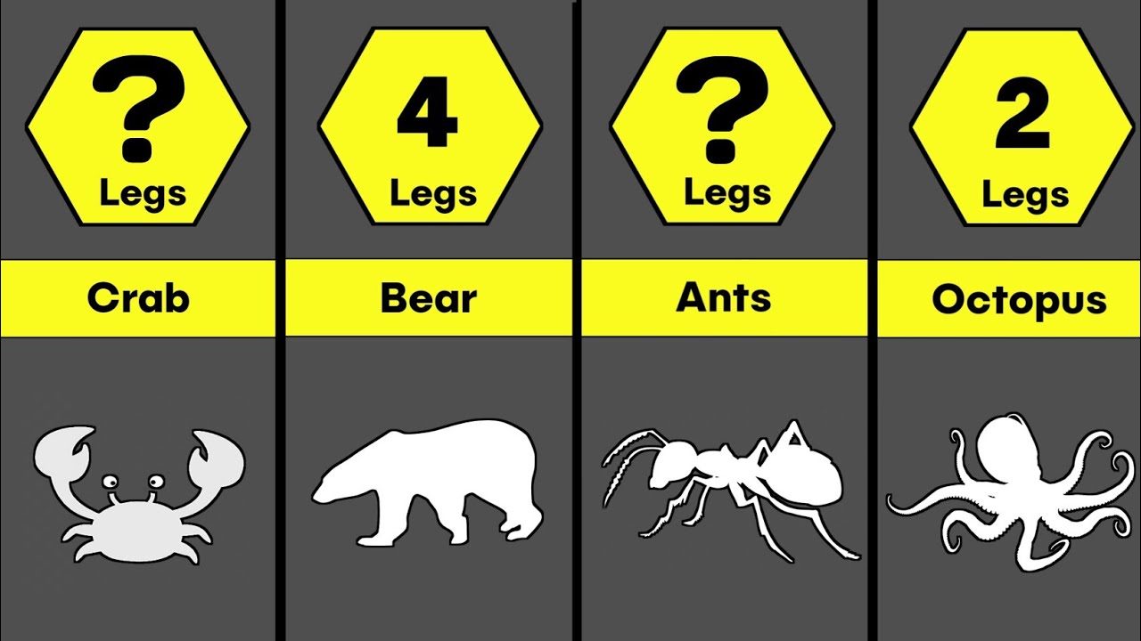 Comparison : Animals With Most Legs - YouTube