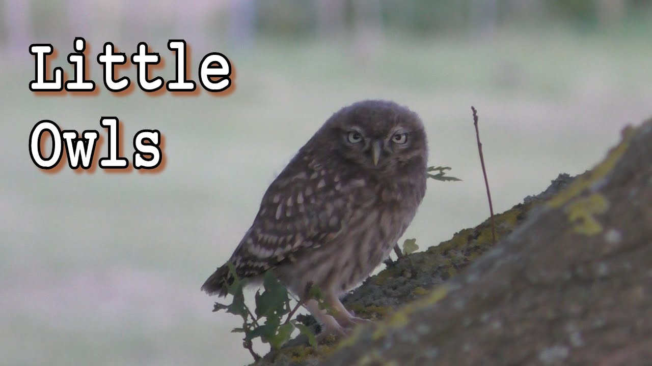 Little Owls, June 2020 - YouTube