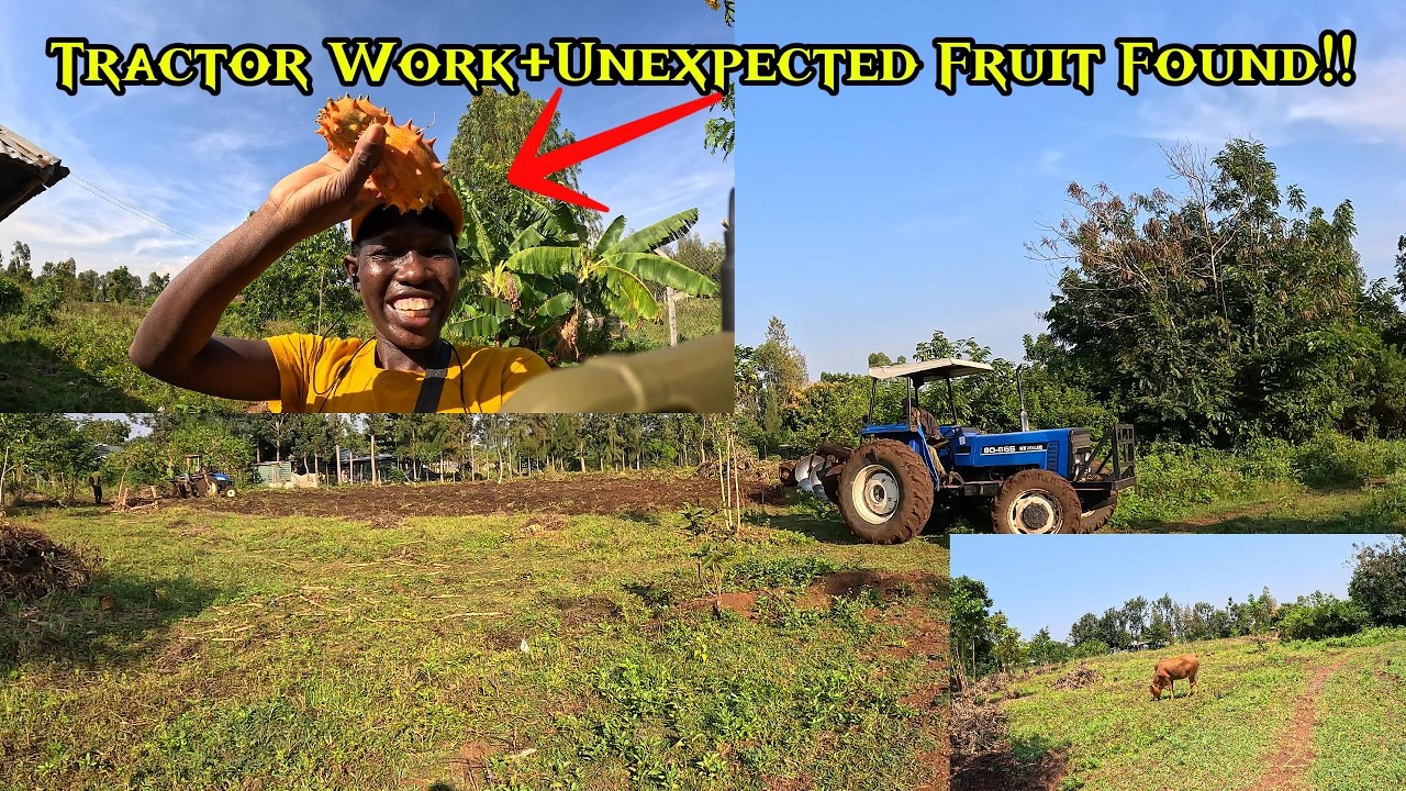 Off_Grid Countryside Work | Tractor Plowing & Animals Grazing - YouTube