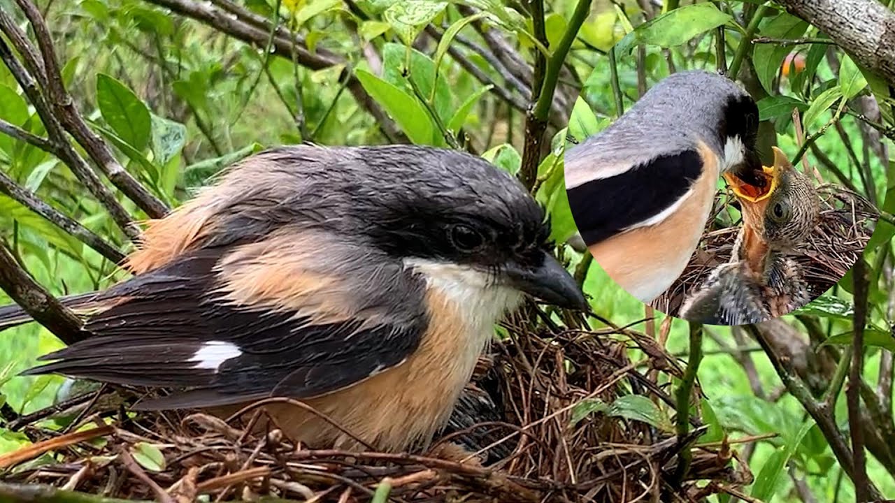How mother bird protects the chicks in the Rain - Day 10 - YouTube