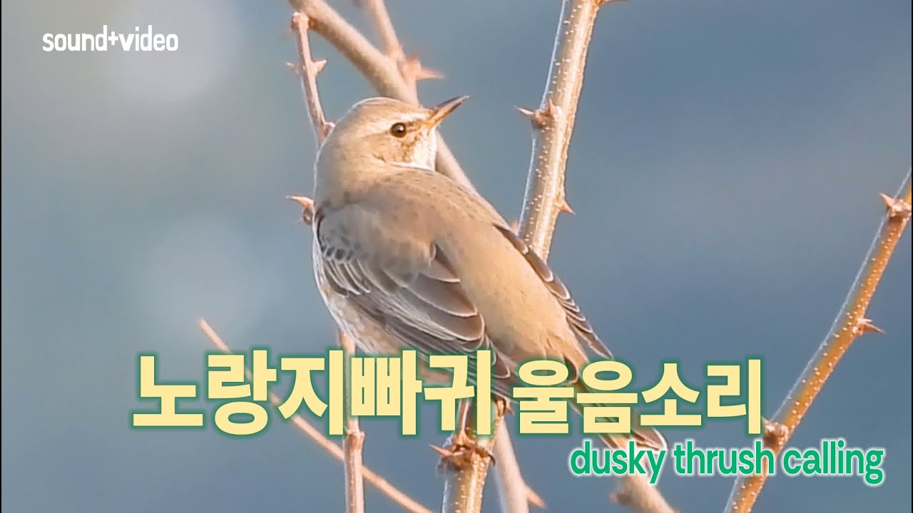 노랑지빠귀 소리 dusky thrush (sound+video) - YouTube